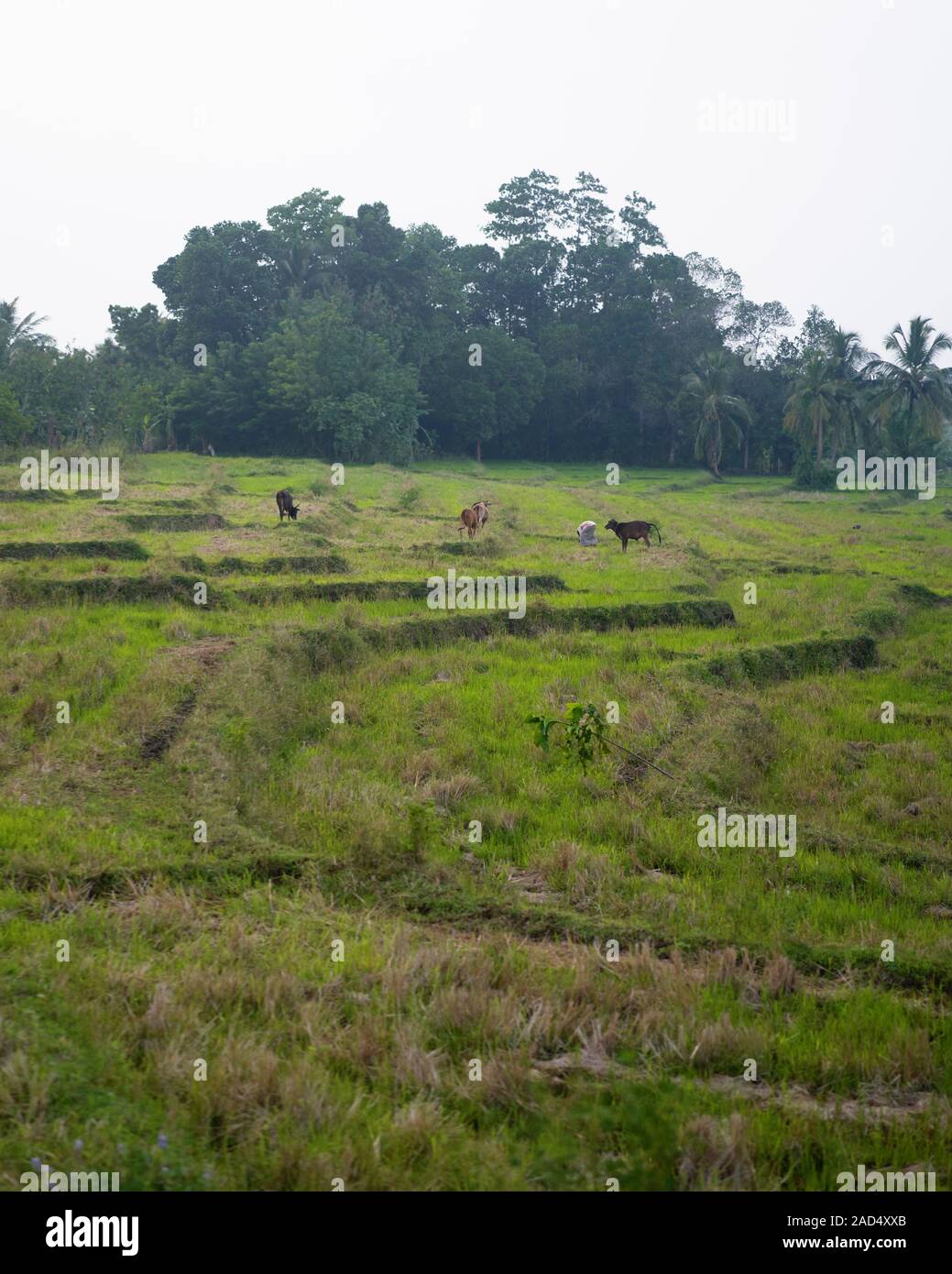 Sri lanka cow in field hi-res stock photography and images - Alamy