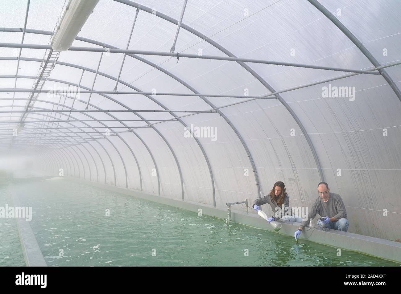 Spirulina algae production. Spirulina is a blue-green alga ...