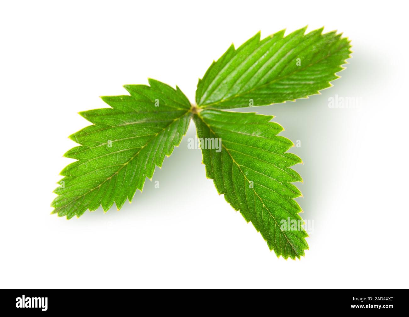 Wild strawberry leaf top view Stock Photo - Alamy