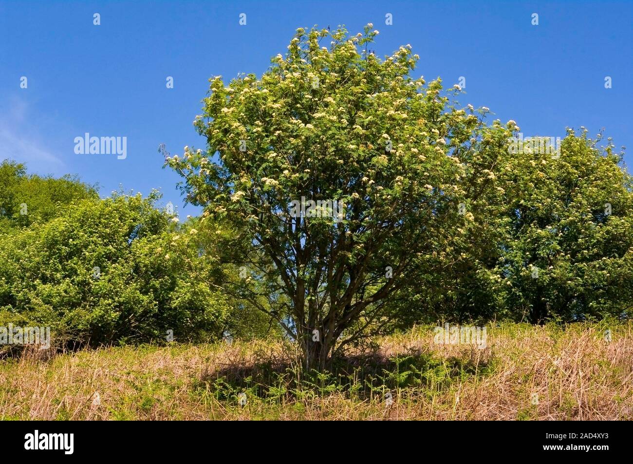 Flowering rowan tree in spring at Blacka Moor near Sheffield Stock ...