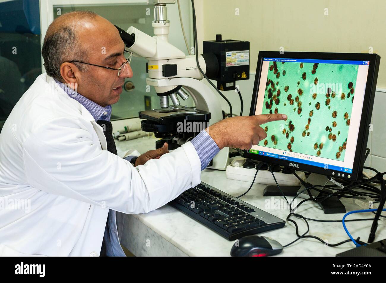 Plankton research. A scientist points to a screen displaying a sample ...