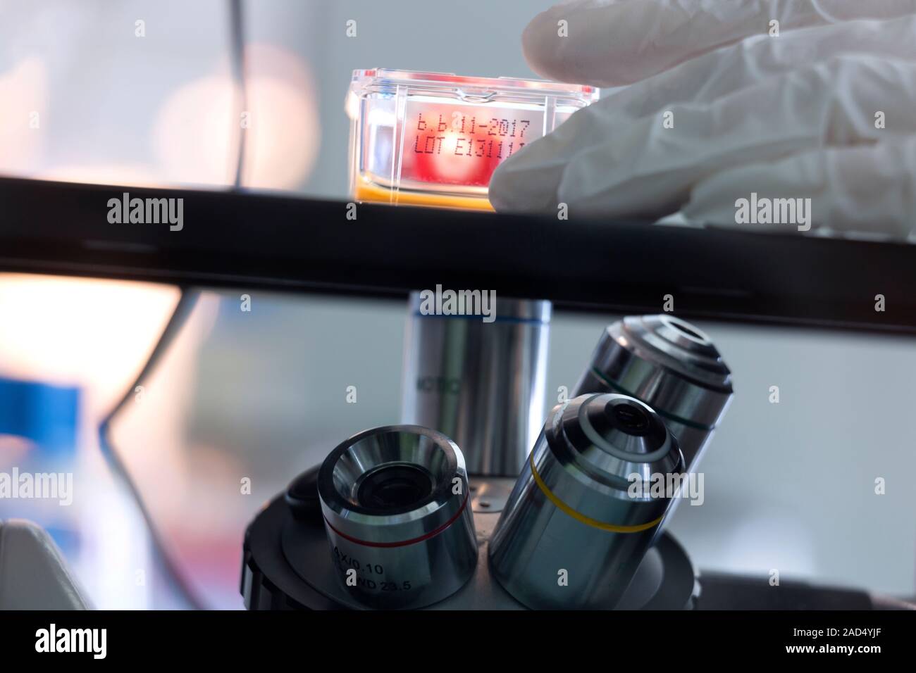 Pithovirus research. A researcher places a sample on microscope stage ...