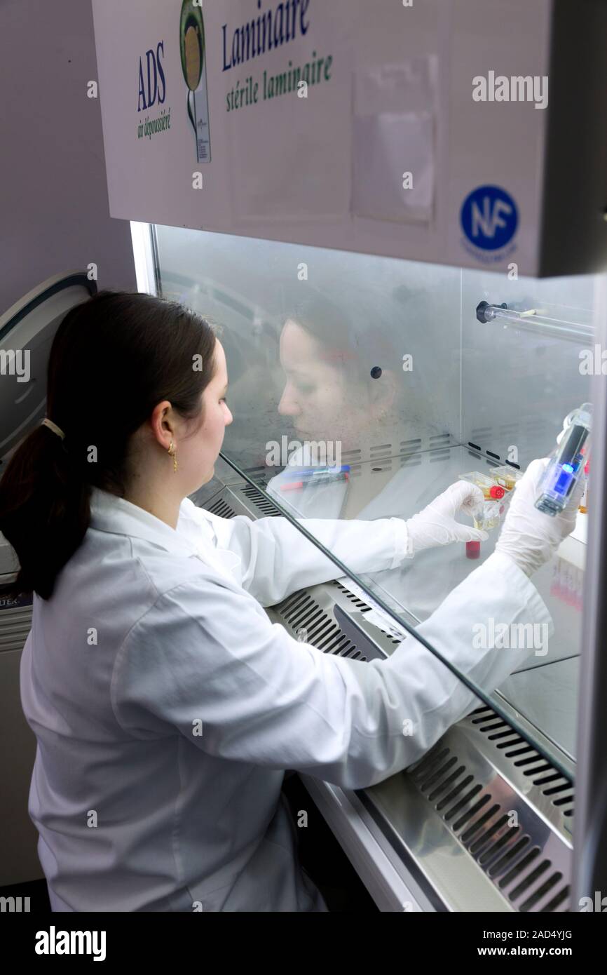 Pithovirus research. A researcher fixes cells for observation of the ...