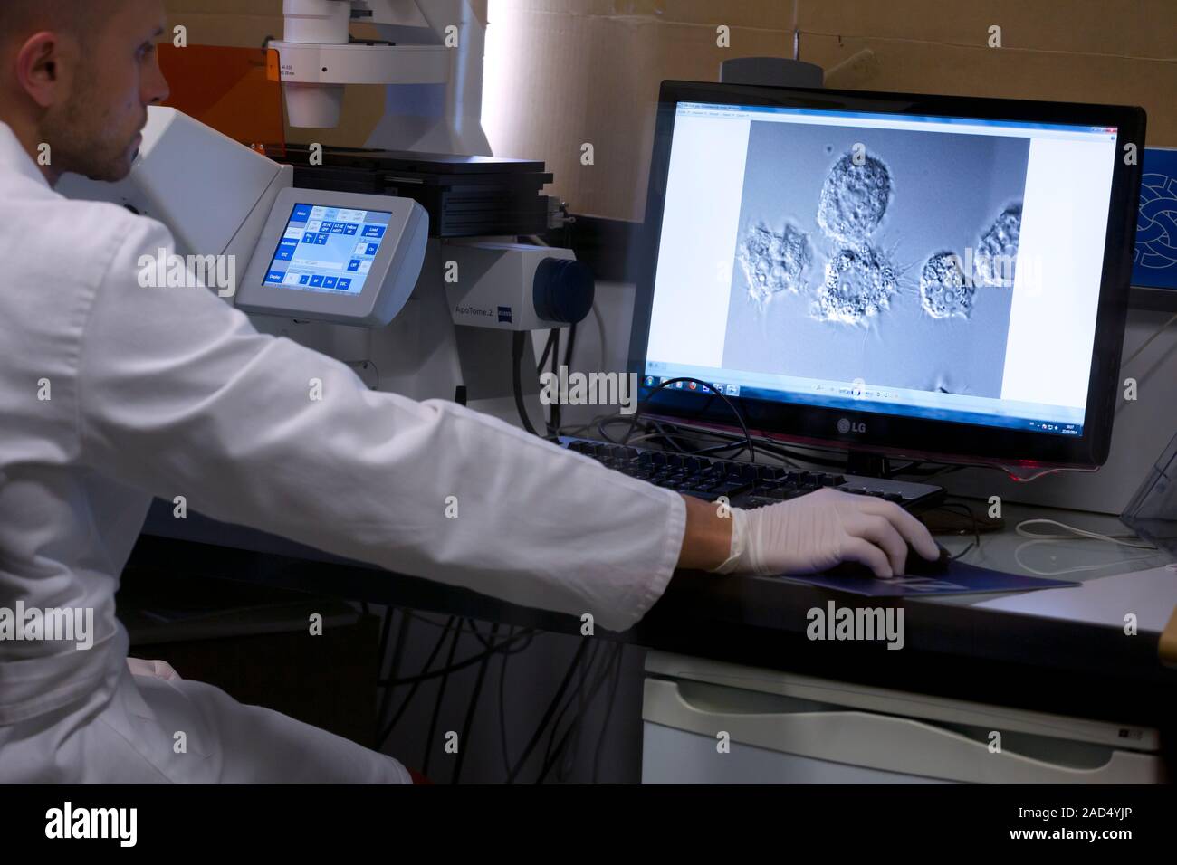 Pithovirus research. A researcher observes amoebas infected with ...