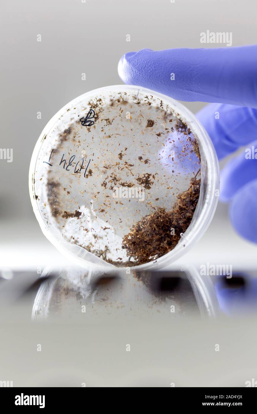 Pithovirus research. A sample of upper Pleistocene permafrost ...