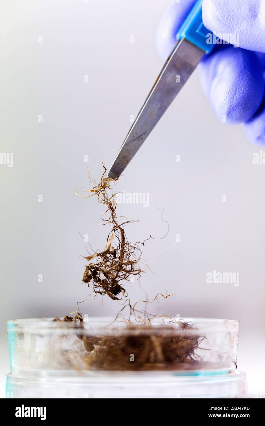 Pithovirus research. A sample of material from upper Pleistocene ...