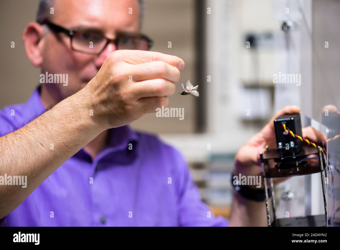 Moth research. A scientist prepares to place a moth into a flight ...