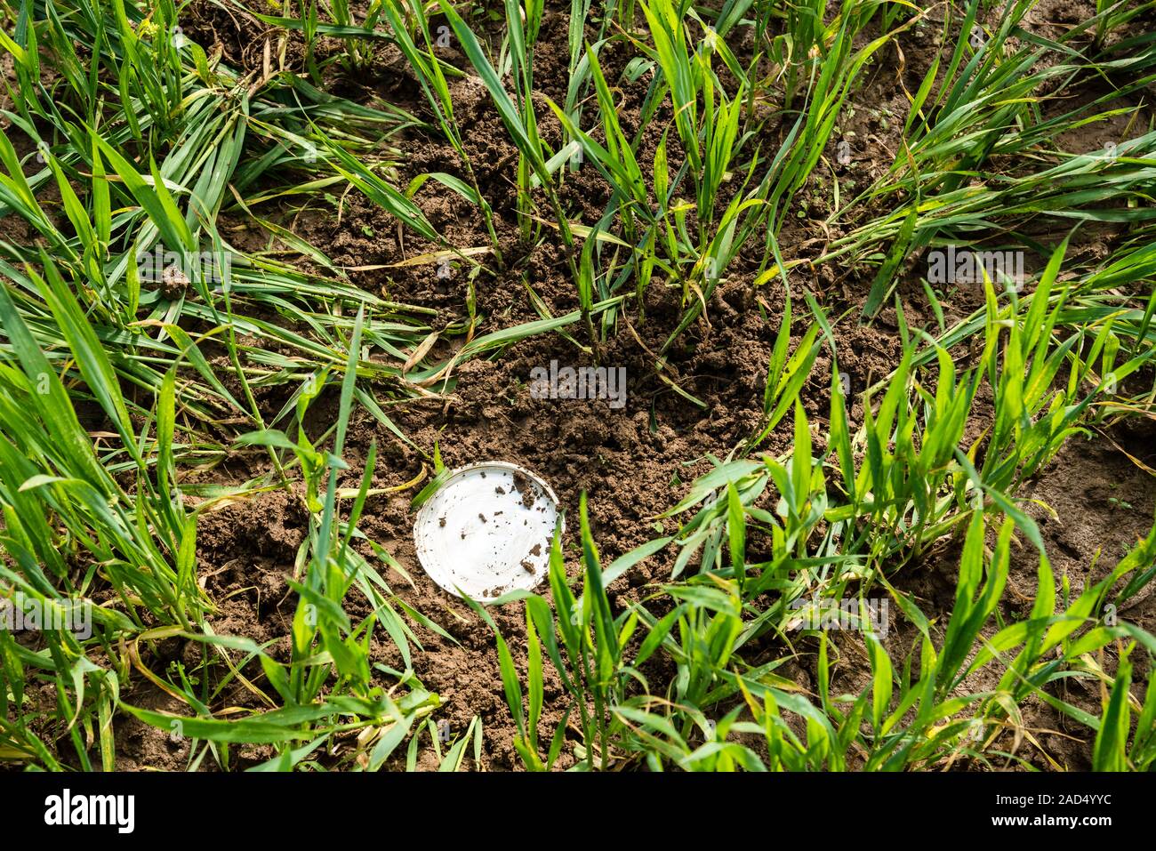 Insect trap in carbon sequestration research. The insect trap is set ...