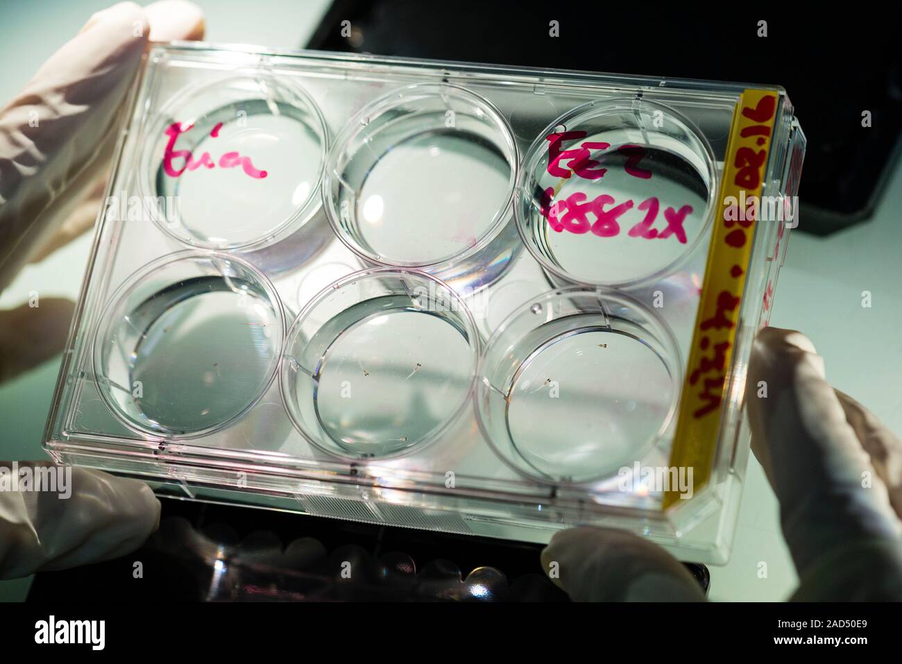 Transgenic fish. Tray containing genetically modified Japanese rice ...