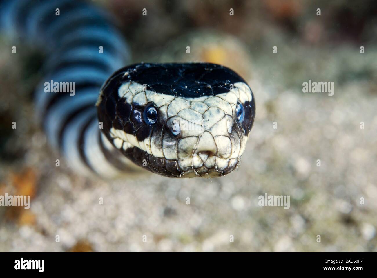 Portrait of a Banded Sea Krait (Laticauda colubrina) on the seabed ...