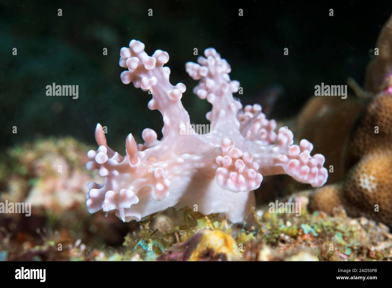 Nudibranch (Miamira alleni) on a coral reef. Photographed in Anilao ...