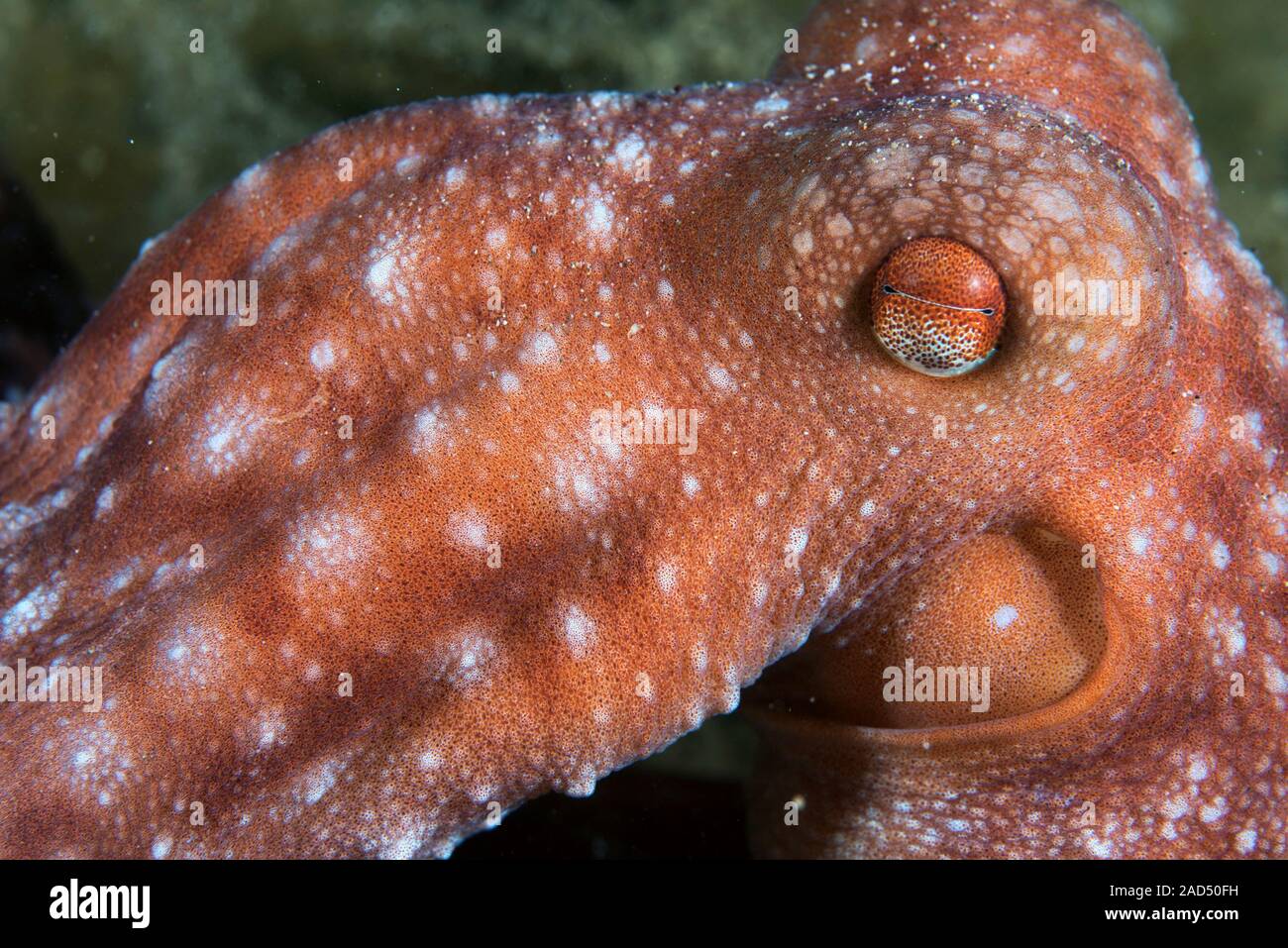 The eye of a starry night octopus (Callistoctopus luteus). Photographed ...