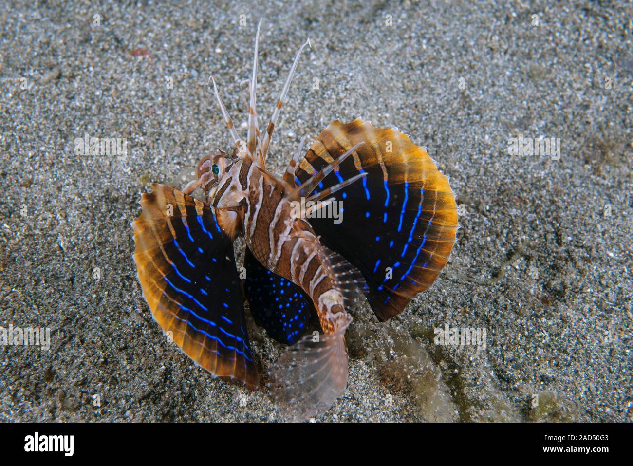 Juvenile gurnard lionfish (Parapterois hetururus), showing it's blue ...
