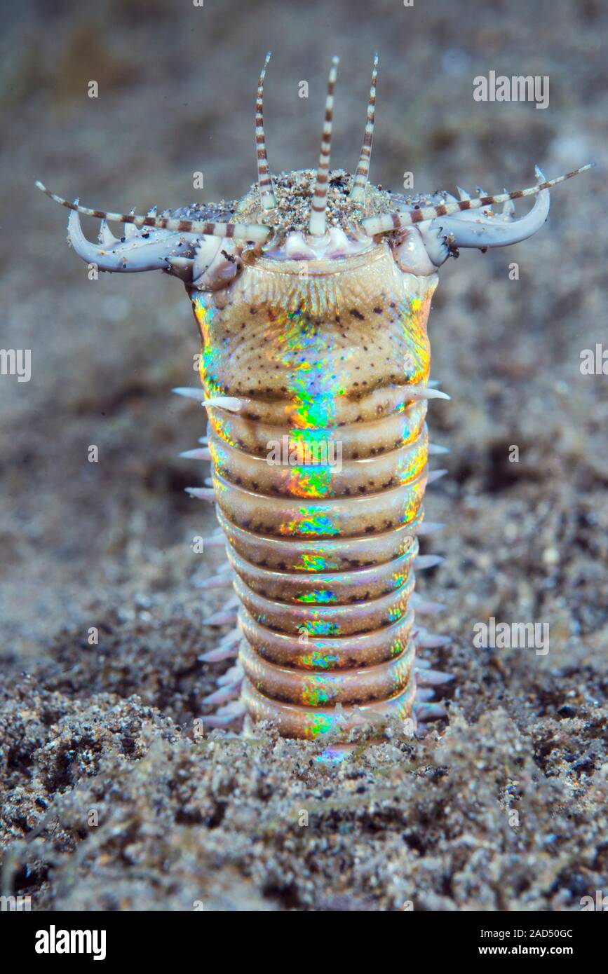 A bobbit worm (Eunice aphroditois) coming out of the sand. Photographed ...