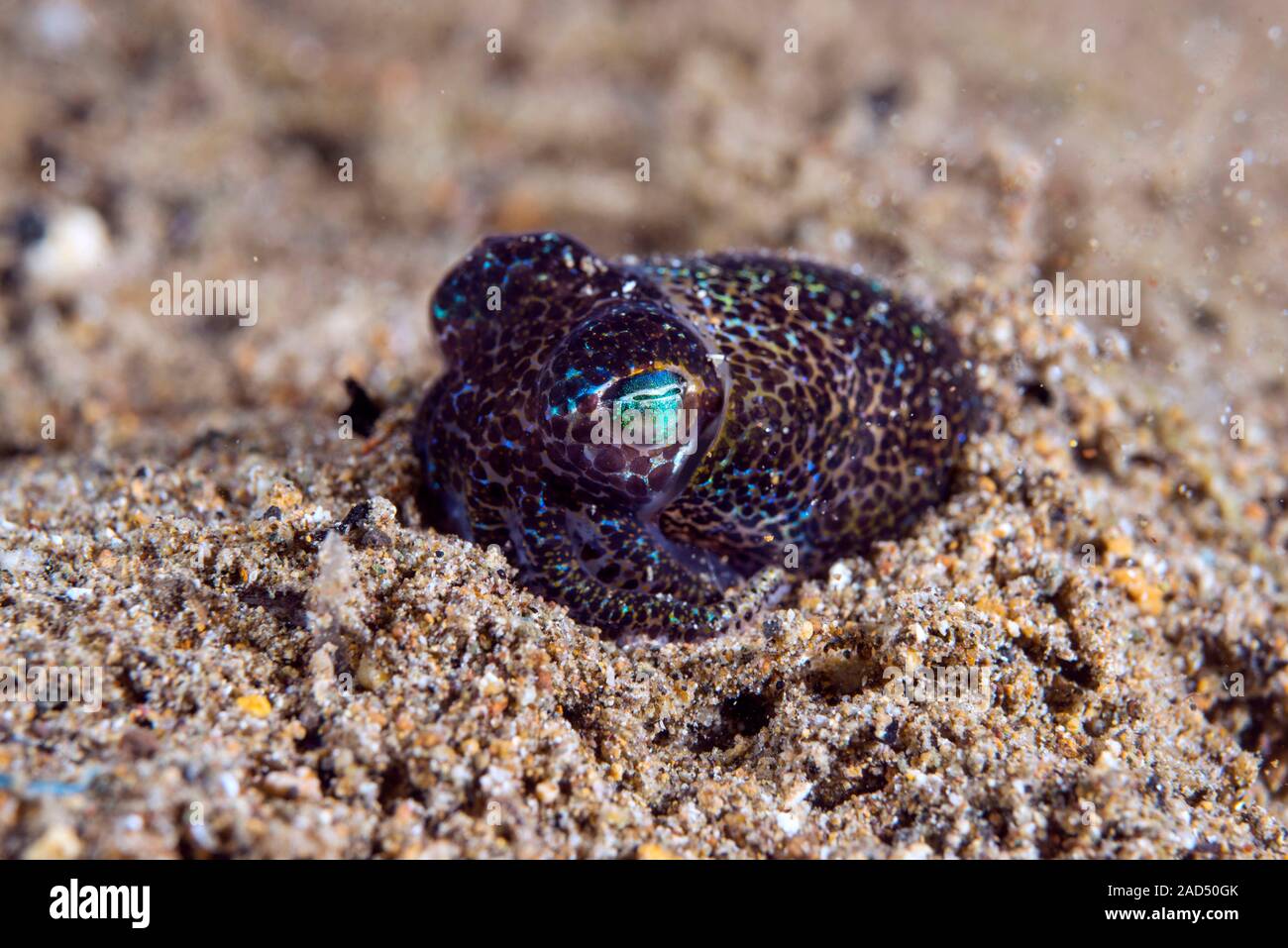 Berry's Bobtail squid (Euprymna berryi) burying itself on a sandy ...