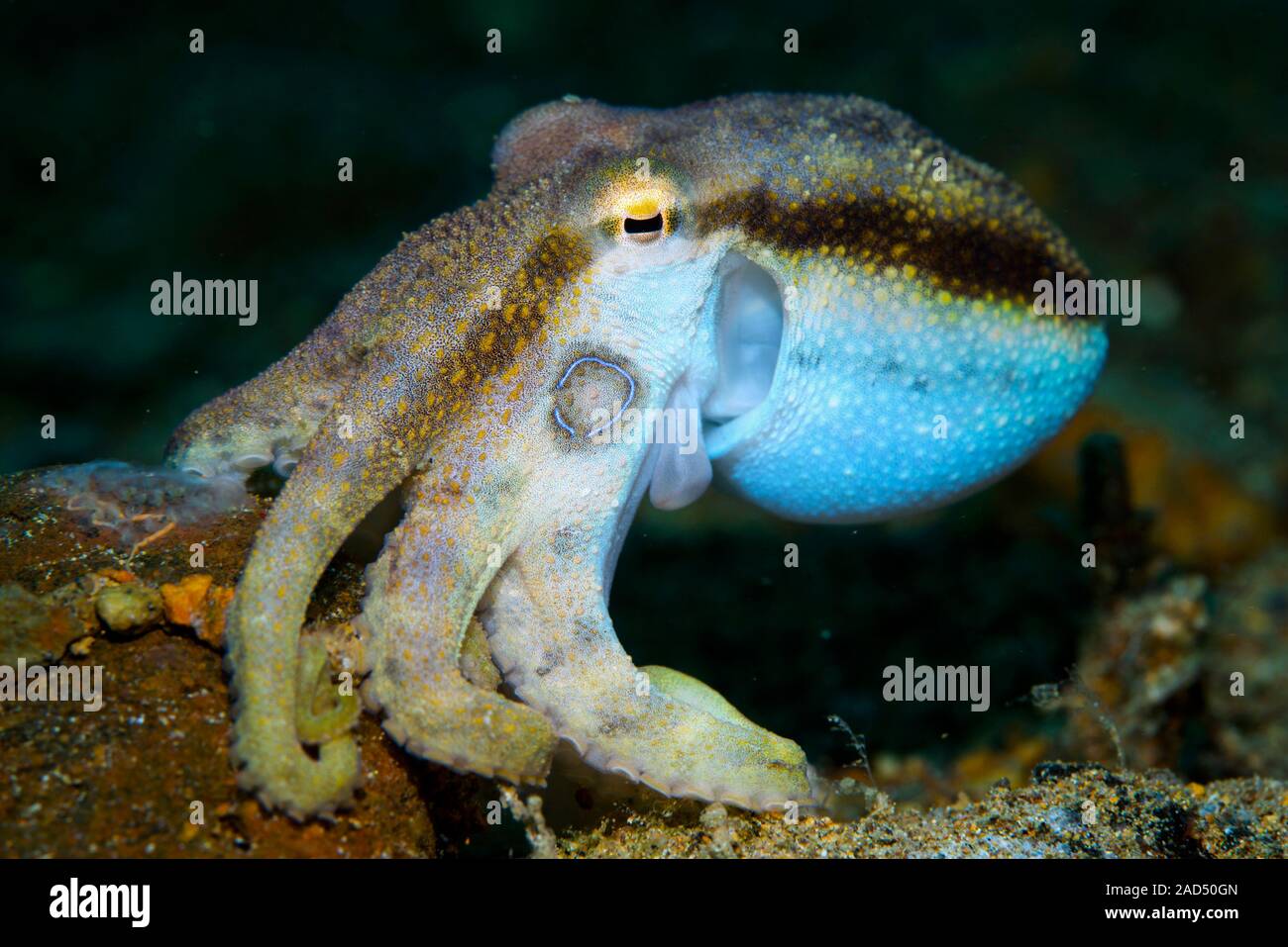 A Poison Ocellate Octopus (Amphioctopus siamensis) on the seabed. With ...