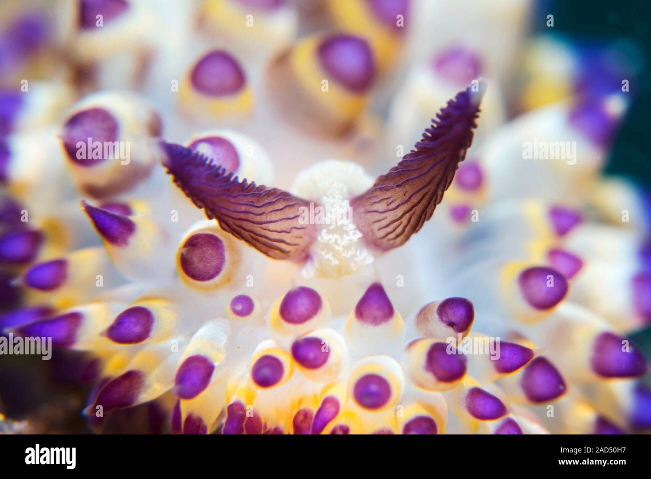 Close-up of a Nudibranch (Janolus savinkini). Photographed at Anilao, Luzon, Guimaras Strait ...