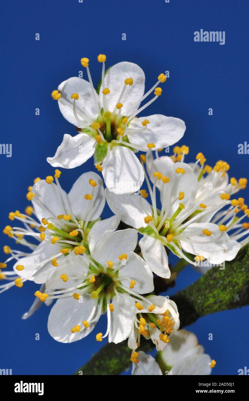 Blackthorn (Prunus spinosa) tree in flower. Photographed in Dorset, UK ...