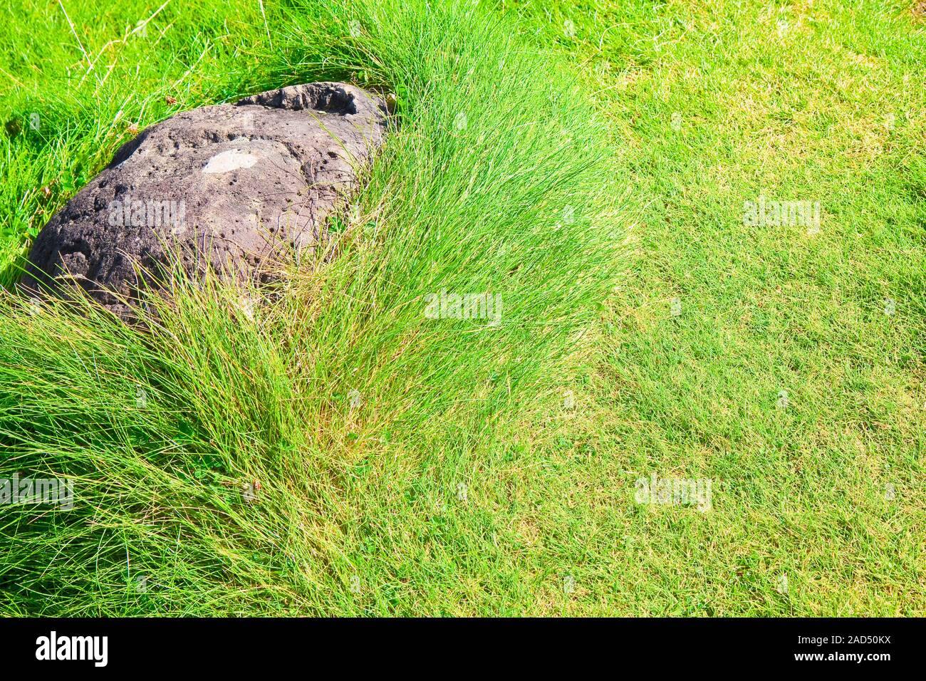 Green irish wild grass field background in summer season (Ireland ...