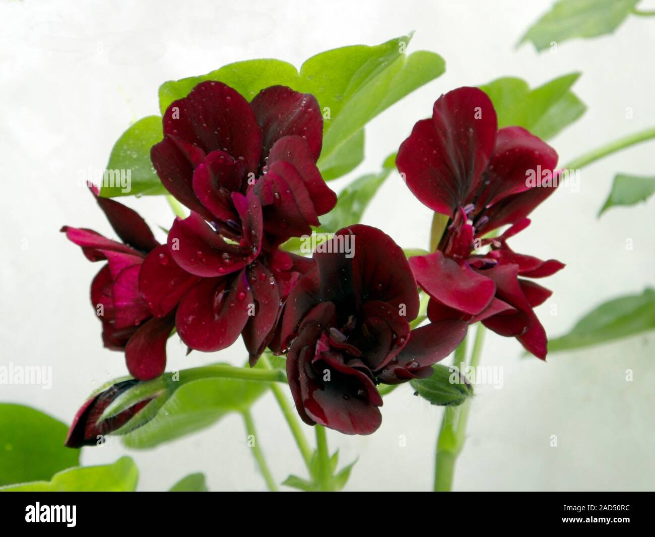 Geranium 'Splish Splash' in flower Stock Photo - Alamy