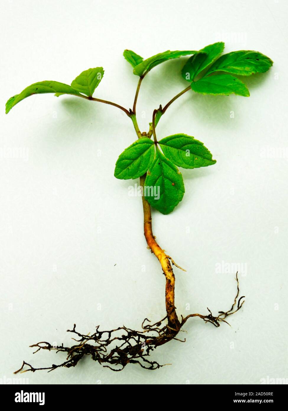 Begonia sp. seedling. Young laburnum tree showing its roots Stock Photo ...