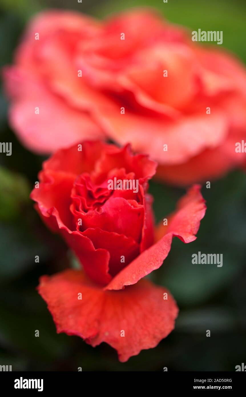 Rose (Rosa 'Kayzee') in flower Stock Photo - Alamy