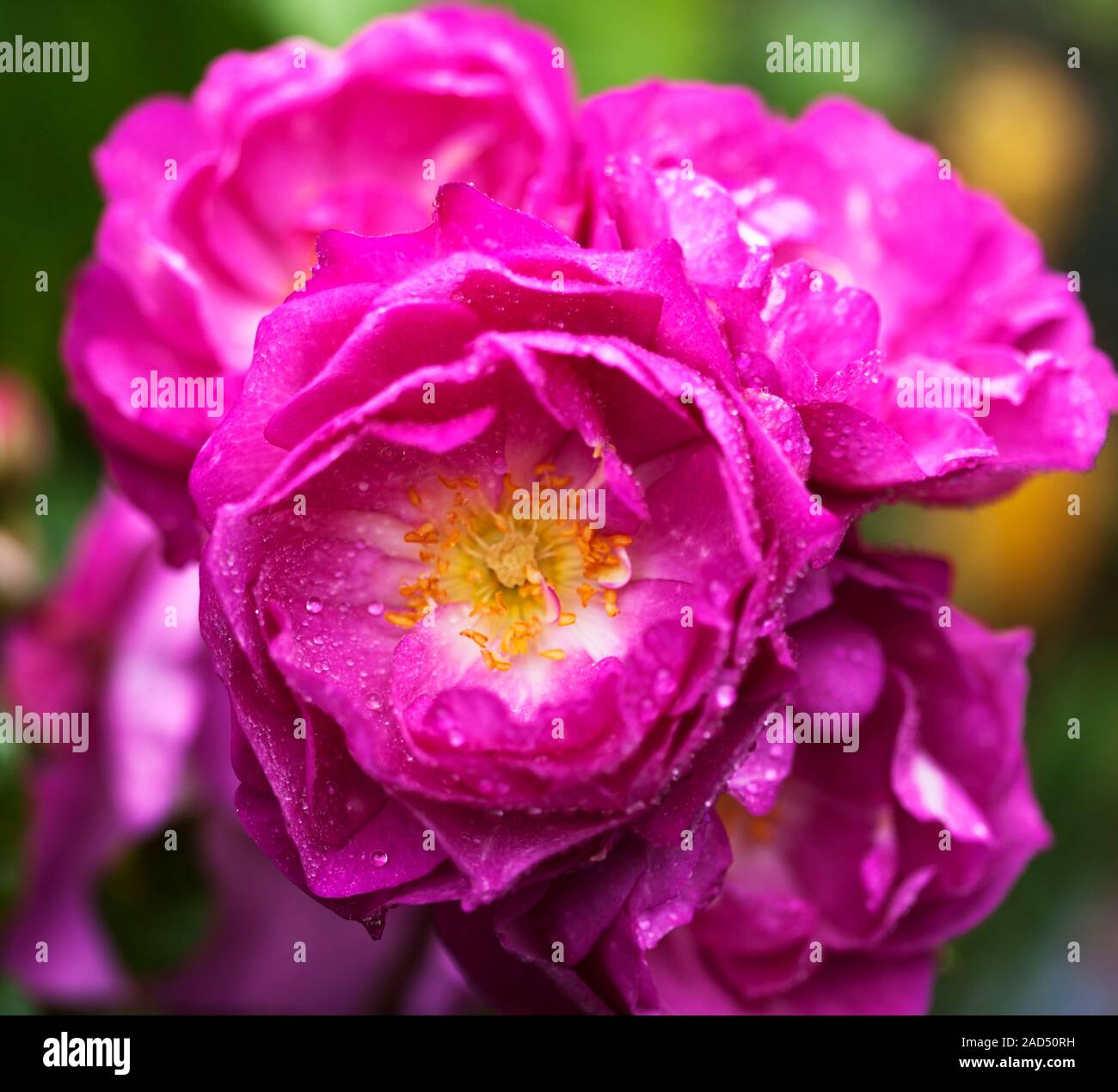 Rose (Rosa 'Storm Cloud') in flower Stock Photo - Alamy