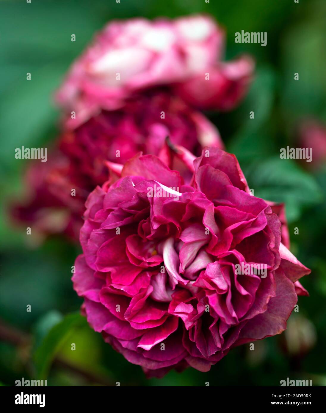 Rose (Rosa 'Plum Pudding') in flower Stock Photo - Alamy