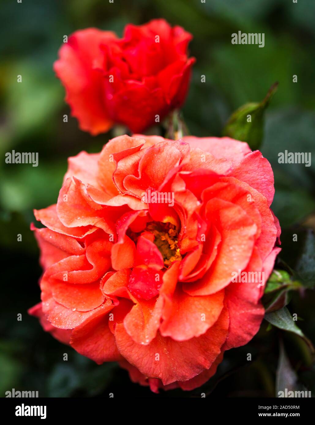 Rose (Rosa 'Kayzee') in flower Stock Photo - Alamy