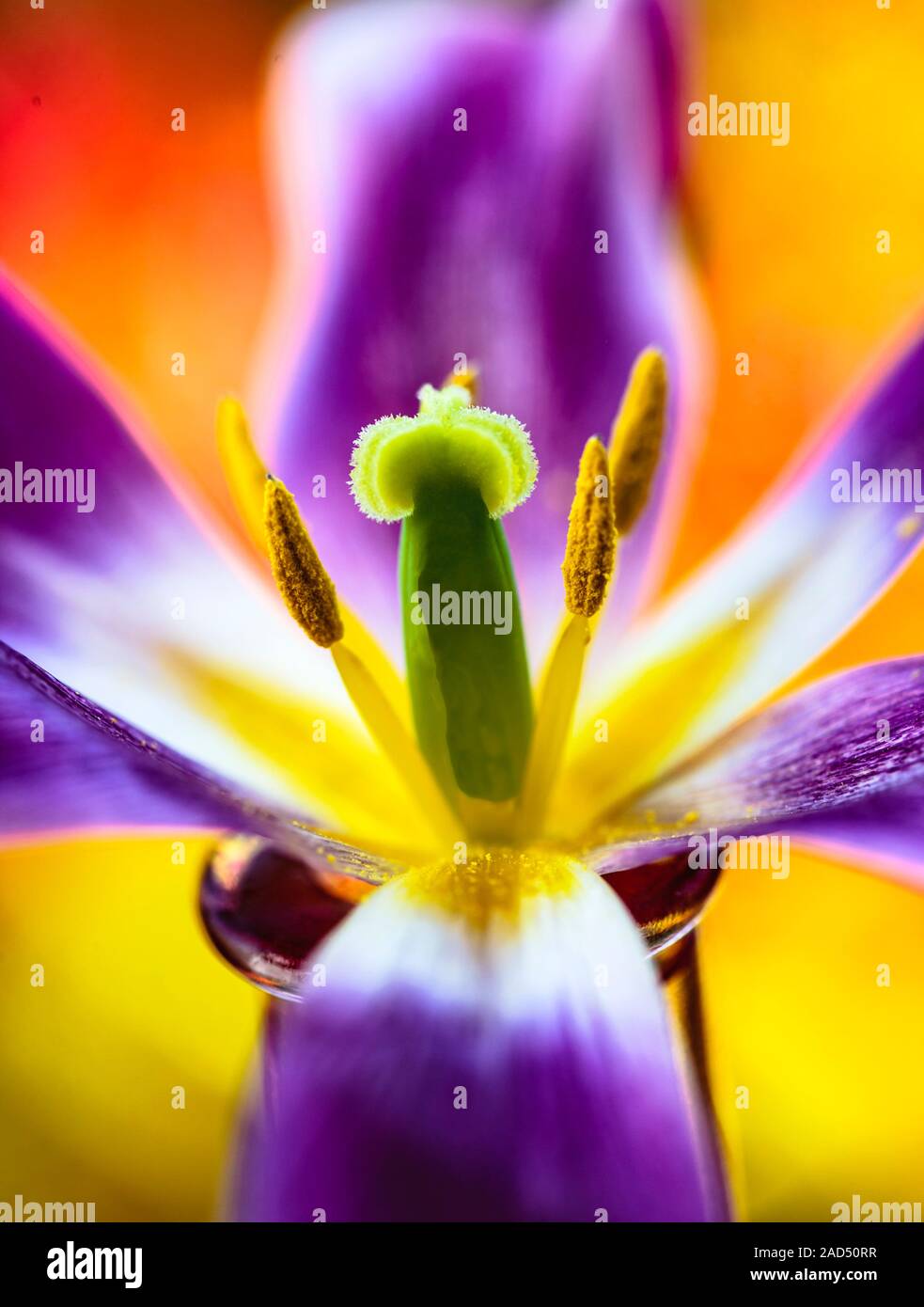 Tulip (Tulipa sp.) flower. Close-up of a tulip flower, showing the male ...
