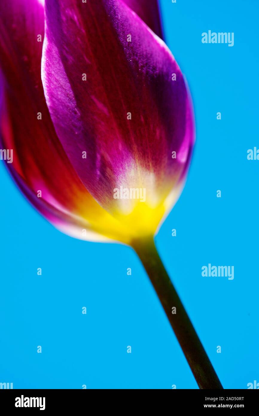 Tulip (Tulipa sp.) flower Stock Photo - Alamy