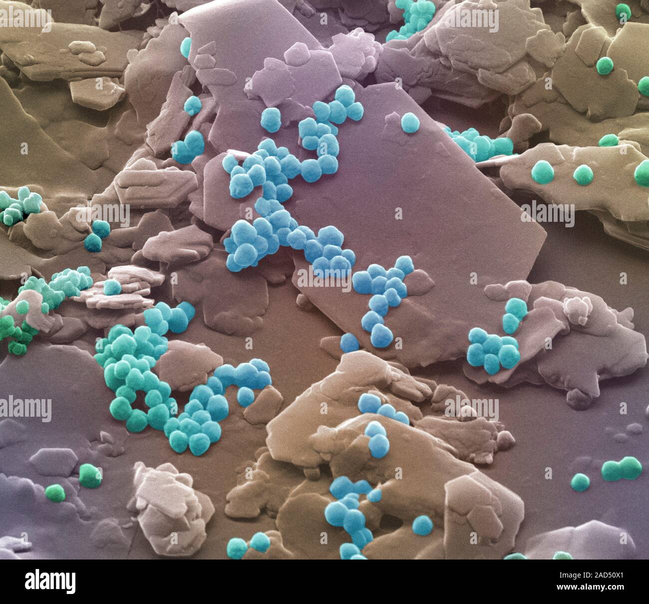 Microbeads. Coloured scanning electron micrograph (SEM) of particles ...