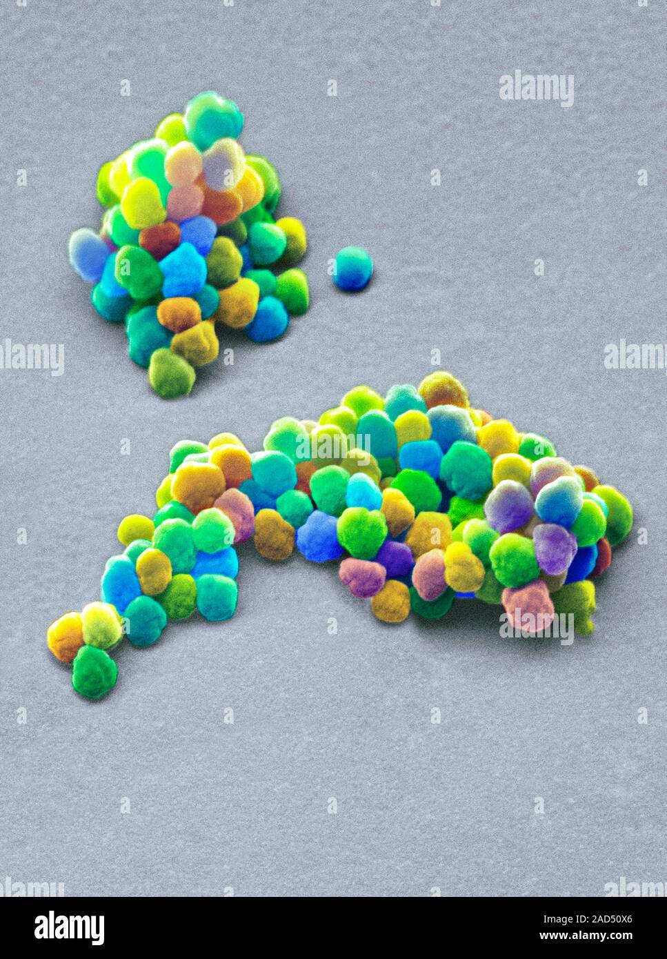 Microbeads. Coloured scanning electron micrograph (SEM) of particles ...
