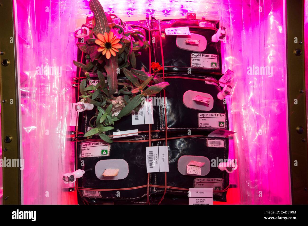 Horticulture experiment on the ISS. Zinnia flower being grown inside ...