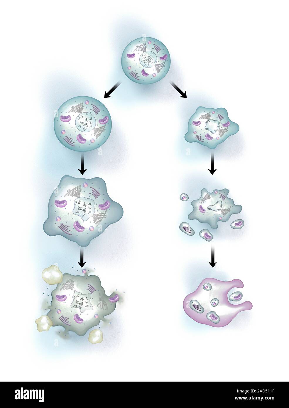 Necrosis and apoptosis, illustration. Necrosis (left) is the premature ...