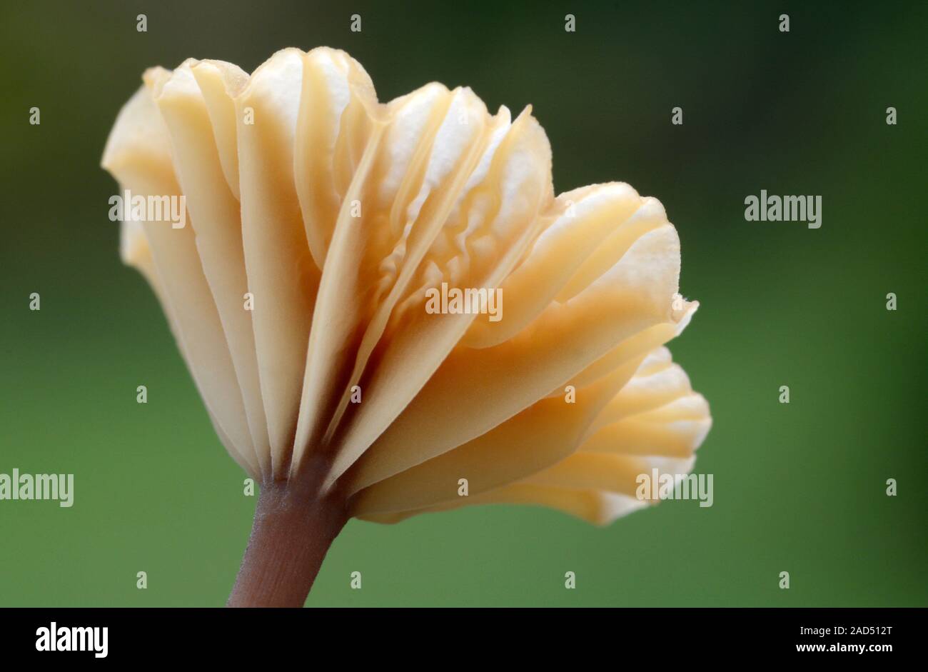 Close-up of the underside of a Heath navel fungus (Lichenomphalia ...