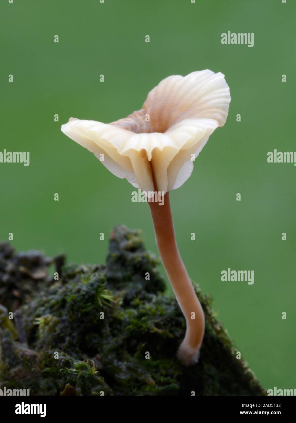 Close-up of a Heath navel fungus (Lichenomphalia umbellifera), growing ...