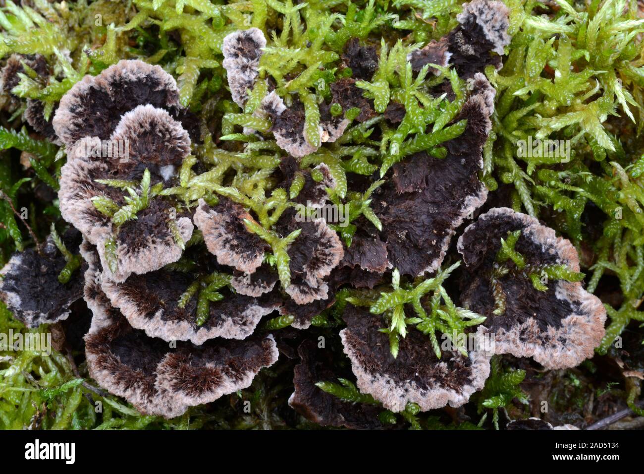 Close-up of a patch of Common earth fan fungi (Thelephora terrestris ...