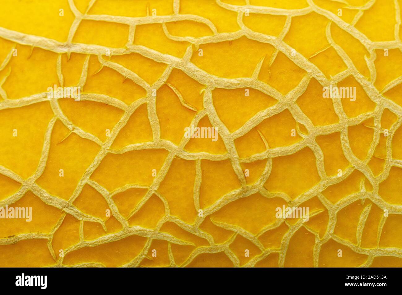 melon texture yellow background macro closeup. Fruit abstraction Stock ...