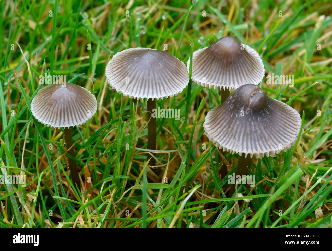 A group of Grooved bonnet fungi (Mycena polygramma) growing in a garden ...