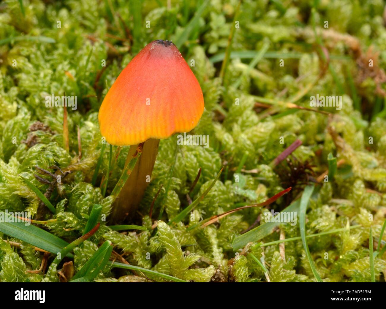 A red form of a Blackening waxcap fungus (Hygrocybe conica) in its ...