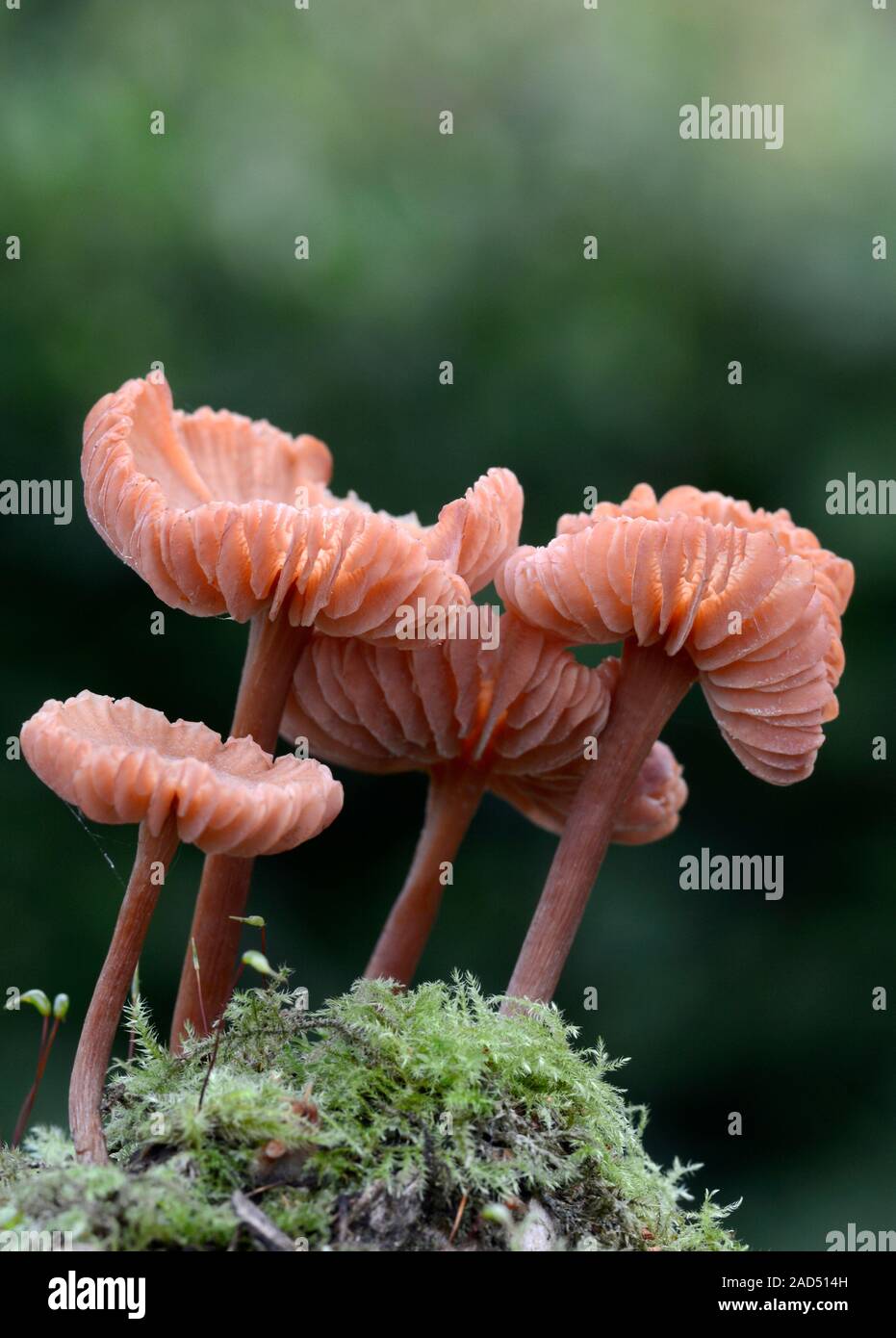 Close-up of a small group of mature Scurfy twiglet fungi (Tubaria ...
