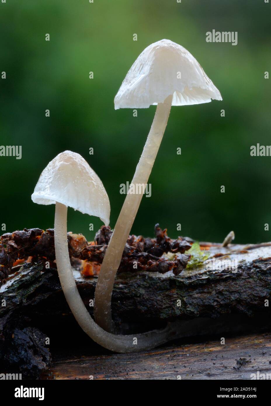 Close-up of a pair of Angel's bonnet fungi (Mycena arcangeliana ...