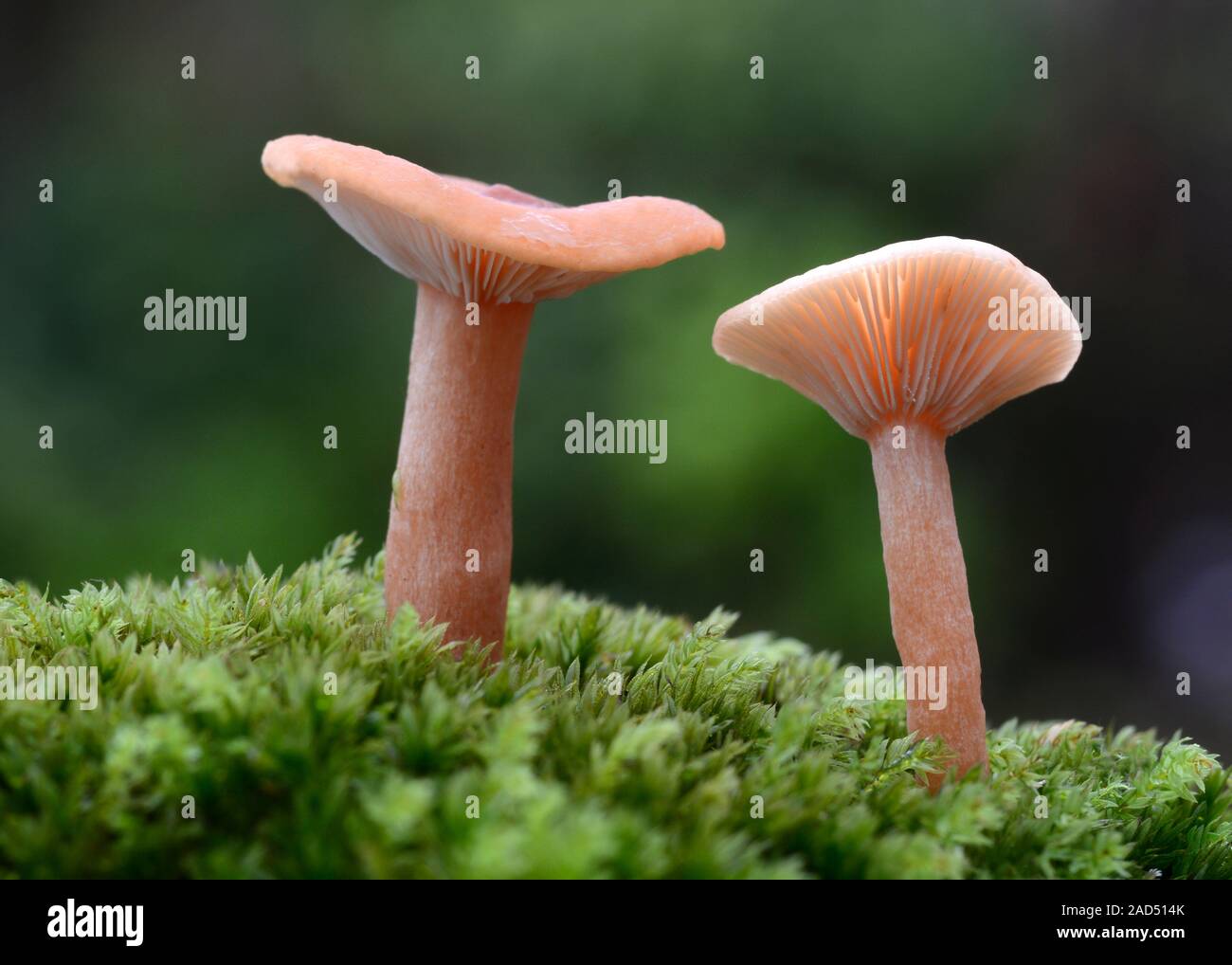 A pair of Birch milkcaps (Lactarius tabidus) growing amongst moss under ...