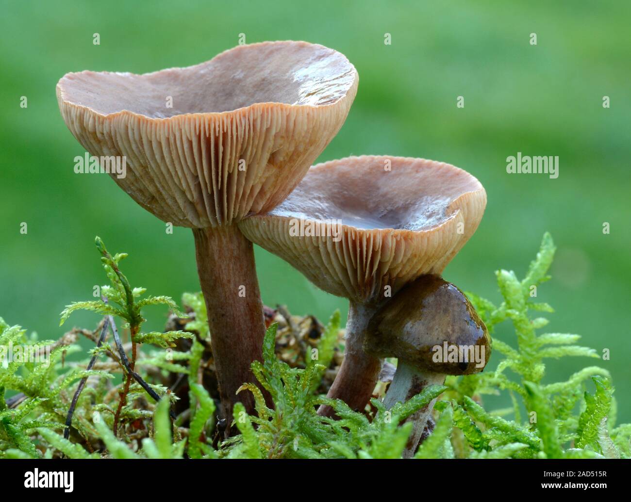 A group of Liver milkcaps (Lactarius hepaticus) growing amongst moss ...