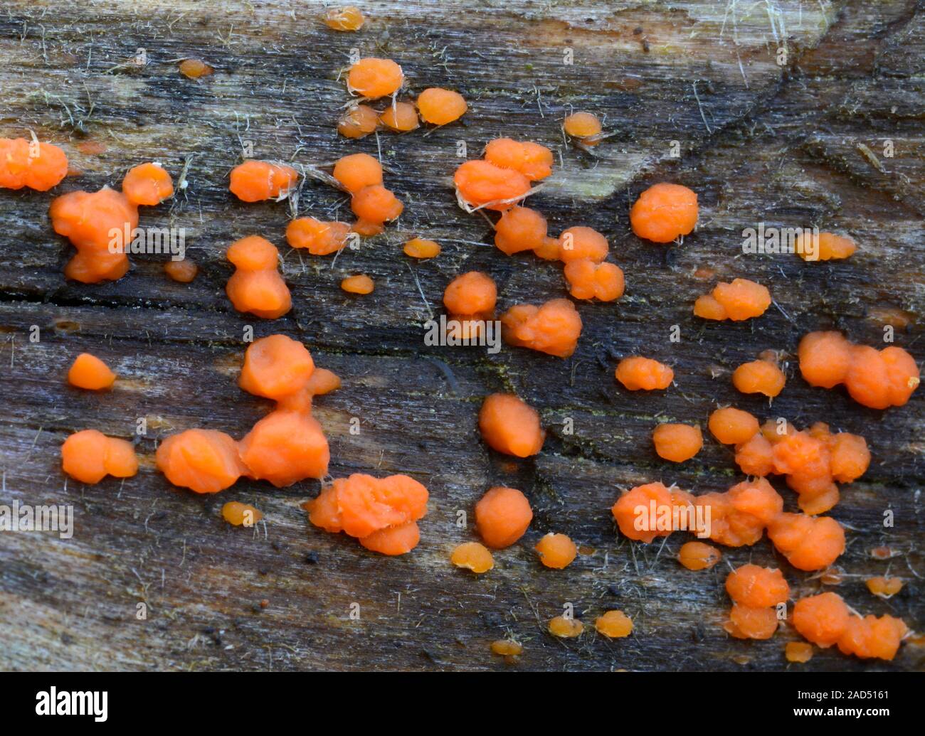 Close-up of a Common jelly-spot fungus (Dacrymyces stillatus) attached ...