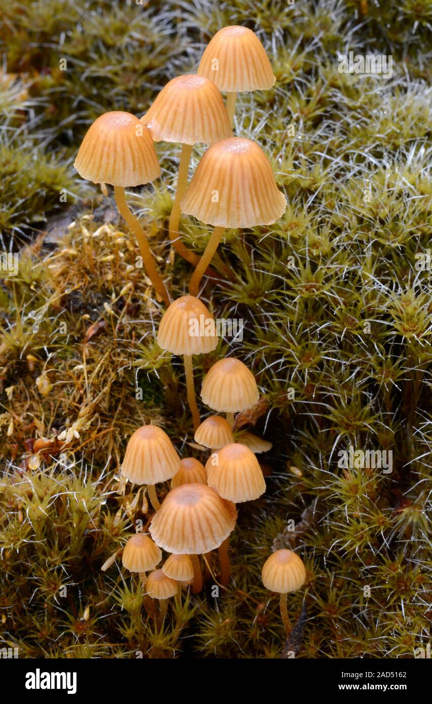A group of Moss pixy-cap or Moss bell fungi (Galerina hypnoram) growing ...