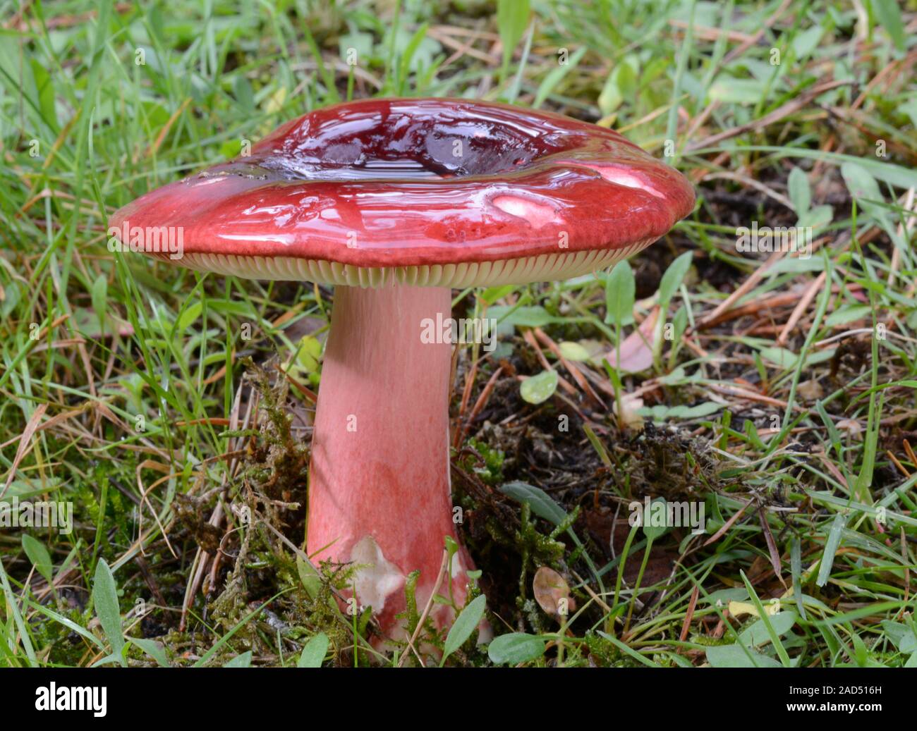 A solitary brightly coloured Primrose brittlegill fungus (Russula ...