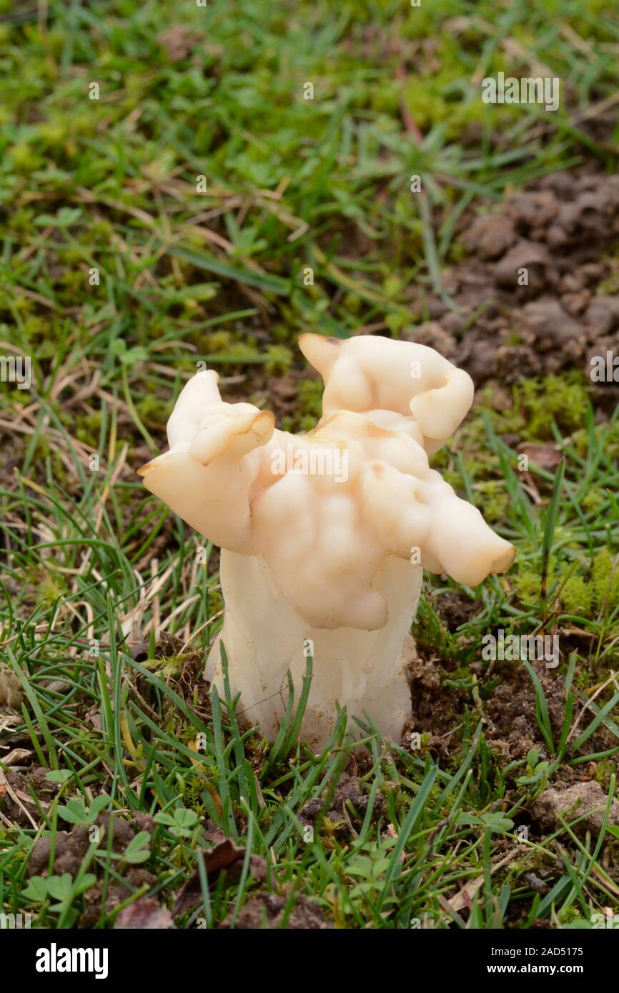 Close-up of a solitary White saddle or White helvella fungus (Helvella ...