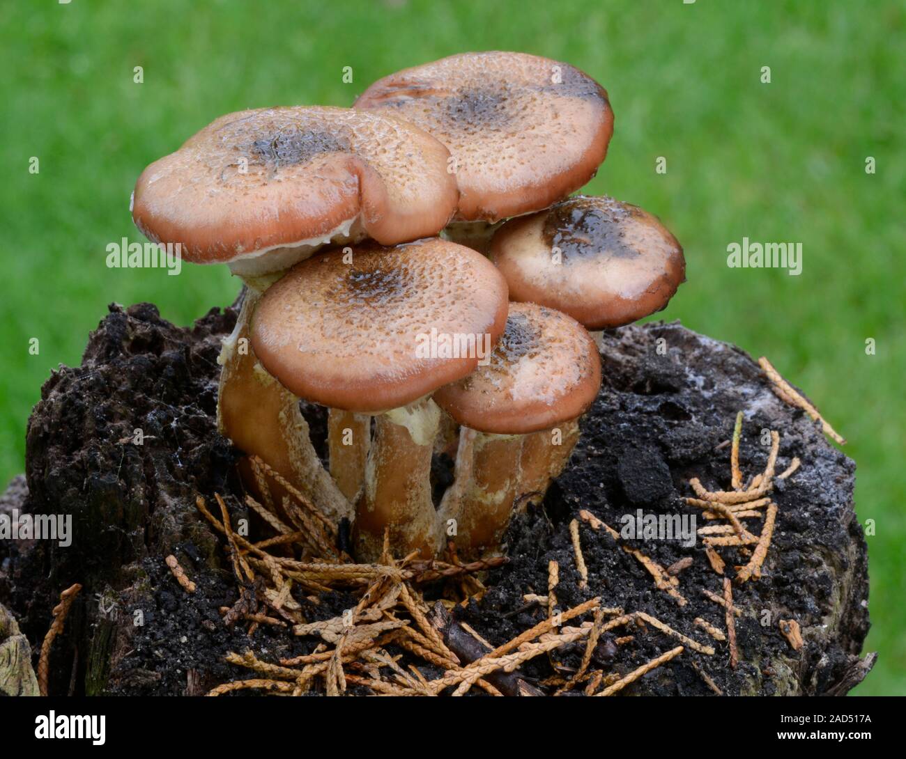 A group of Bulbous honey fungi (Armillaria gallica) growing on a rotten ...